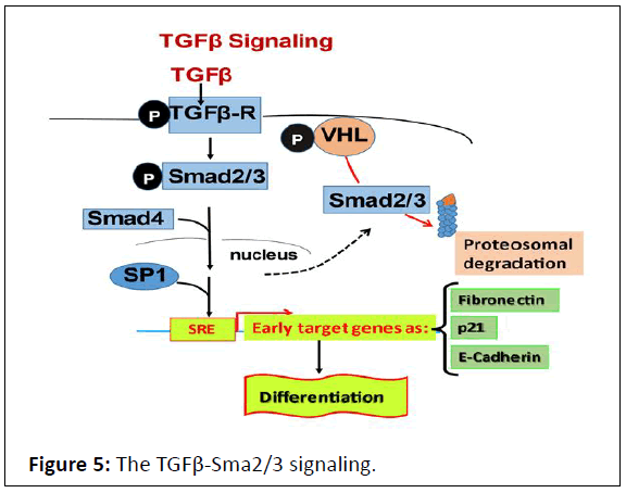 What are the Different Cross Talks between HIF1-Î±, TGFÎ², In
