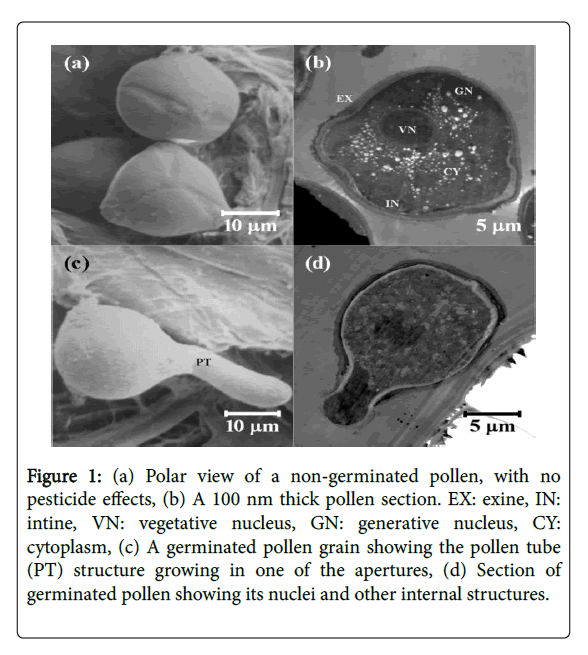 Assessing the Morphological Variations on the Pollen Grains of So