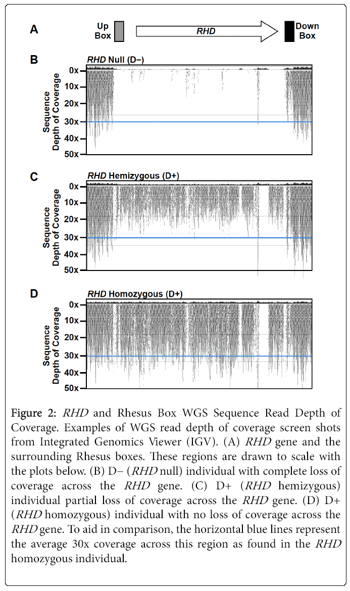 RHD Zygosity Determination from Whole Genome Sequencing Data