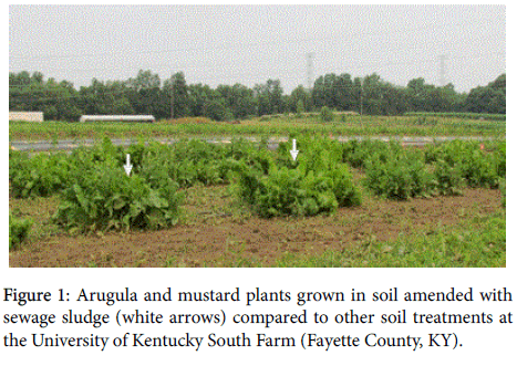 Recycling Organic Waste for Enhancing Soil Urease and Invertase A