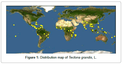 Cuticular Wax of Tectona grandis L. Leaves – A Resistance M