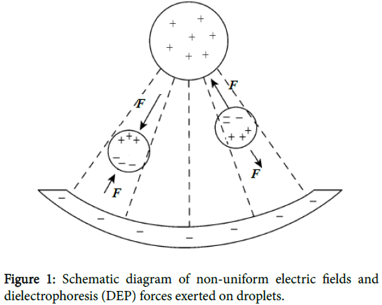 Modeling and Experimental Study on the Design of Separators for W
