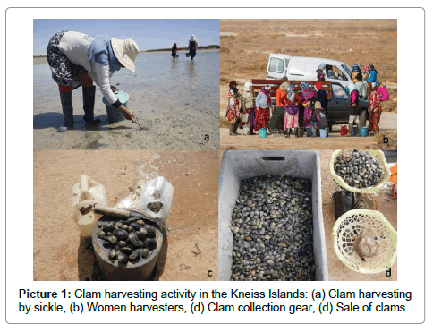 Immediate Effect of Clam Harvesting on Intertidal Benthic Communities ...