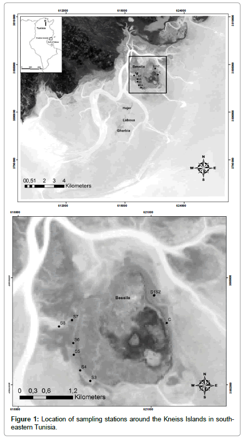 Immediate Effect of Clam Harvesting on Intertidal Benthic Communities ...