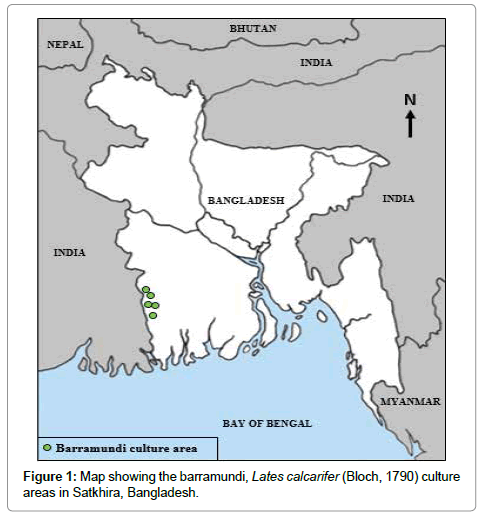 Barramundi, Lates calcarifer (Bloch, 1790): A New Dimension to th