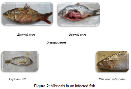 Vibrio Species Isolated from Farmed Fish in Basra City in Iraq