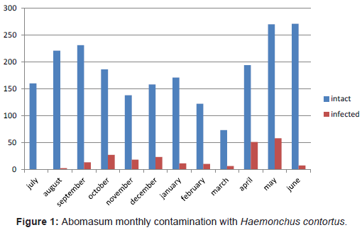 Histopathological Study of Haemonchus contortus in Herrik Sheep A
