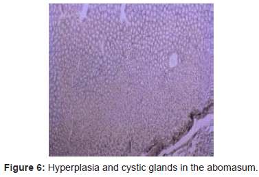 Histopathological Study of Haemonchus contortus in Herrik Sheep A