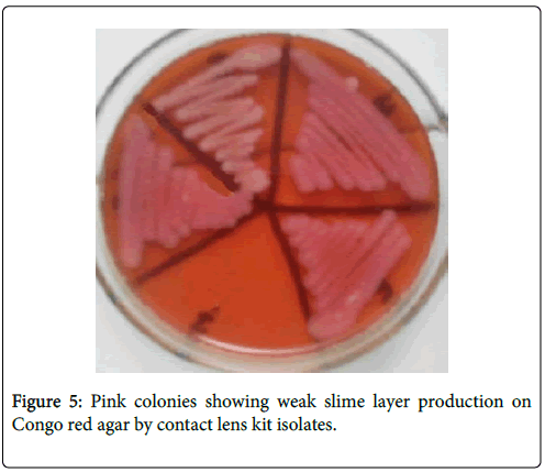 Detection of Biofilm Forming Ability of Bacterial Isolates from Contact ...