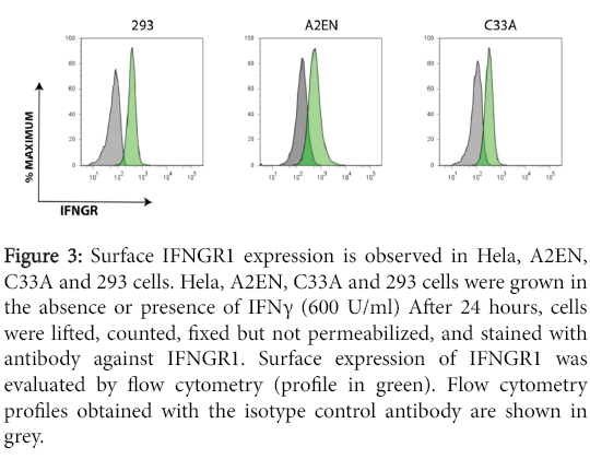 Cell Intrinsic Factors Modulate the Effects of IFNγ on the