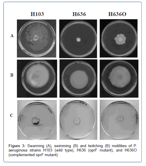 The Major Outer Membrane Protein Oprf is Required for Rhamnolipid