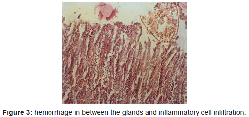 Histopathological Study of Haemonchus contortus in Herrik Sheep A