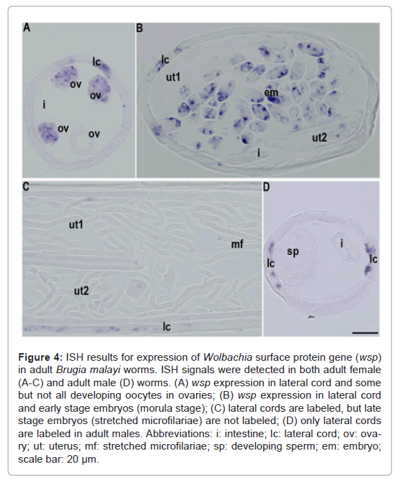 Use of in situ Hybridization to Localize Wolbachia during embryog