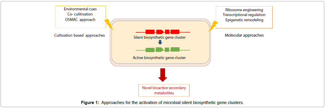 Activation of Microbial Silent Gene Clusters: Genomics Driven Dru