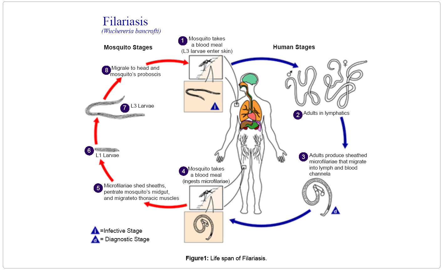 Lymphatic Filariasis and Chemotherapeutic Targets