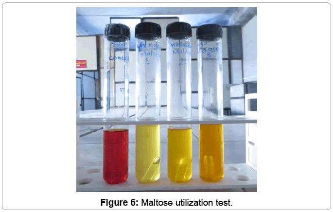 Isolation and Characterization of Tannic Acid Hydrolysing Bacteria from ...