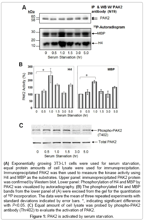 Activation of PAK2 by Serum Starvation Sensitizes its Response to