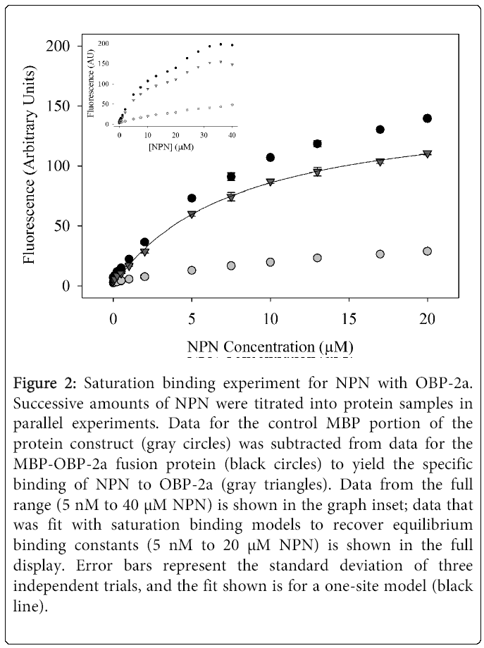 Human Odorant Binding Protein 2a has Two Affinity States and is C