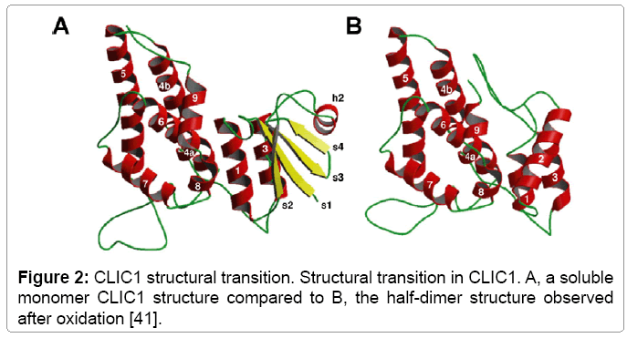 Chloride Intracellular Channel Protein 1 and its Role in Neurodeg