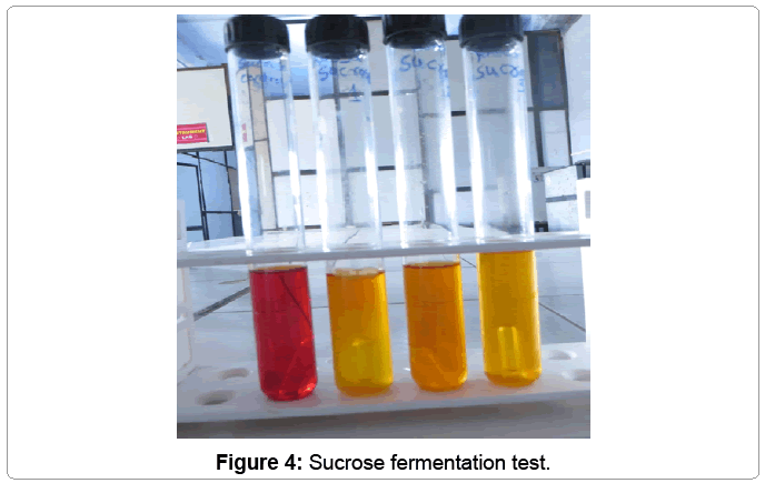 Isolation and Characterization of Tannic Acid Hydrolysing Bacteria from ...