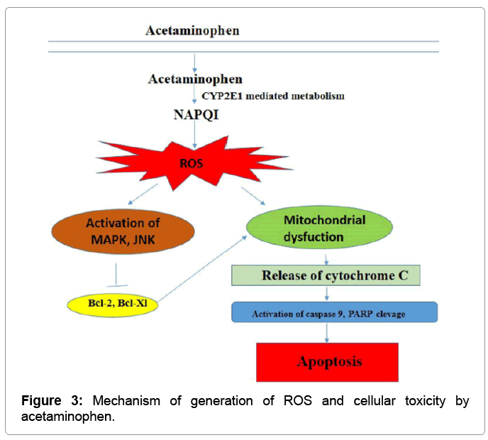 Drug Metabolism and Oxidative Stress: Cellular Mechanism and New