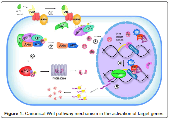 Biochemical and Molecular Signaling of the Canonical Wnt Pathway