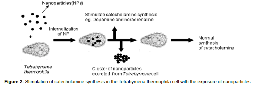 Nanoparticulat Printex 90 and Titanium Dioxide Stimulate Catecholamine ...