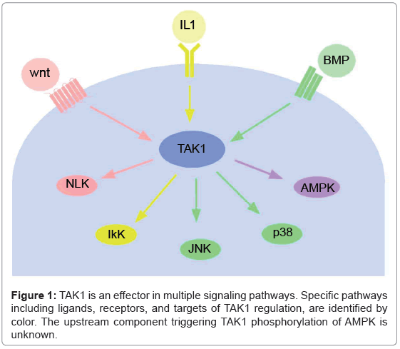 TAK1: Kinase at the Crossroads