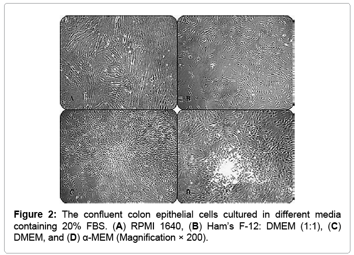 In Vitro Sustained Differentiation of Rat Colon Epithelial Stem C