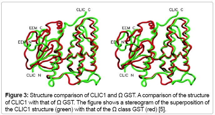 Chloride Intracellular Channel Protein 1 and its Role in Neurodeg