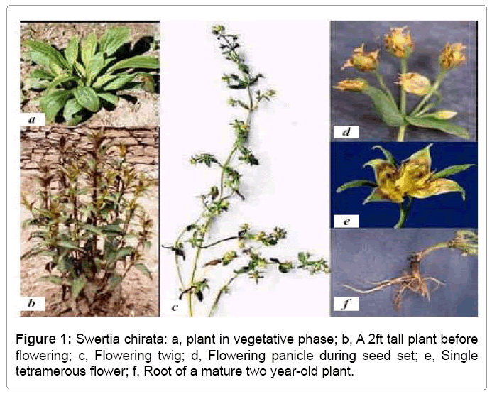 Phytochemical Investigations of the Medicinal Plant Swertia Chirata Ham
