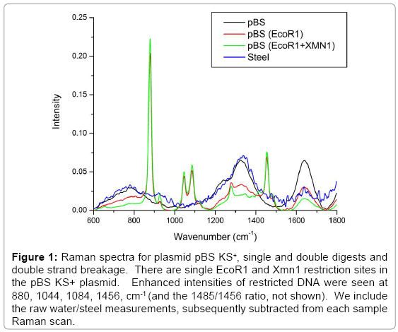 Double-Stranded DNA Damage Assessed with Raman Spectroscopy