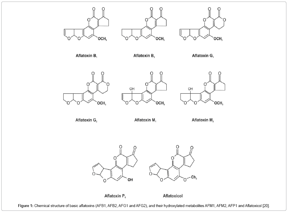 Mutagens and Carcinogens Called Aflatoxins and Their Hydroxylated