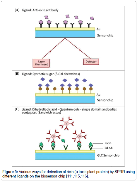 Surface Plasmon Resonance Based Recent Advances in Understanding