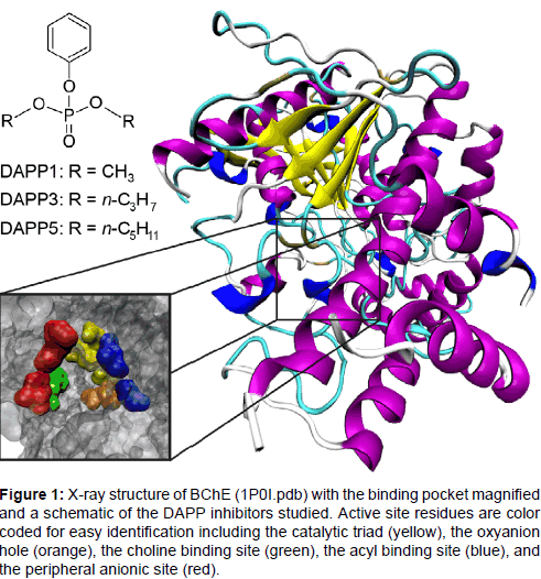 Ensemble Molecular Dynamics of a Protein-Ligand Complex: Residual ...