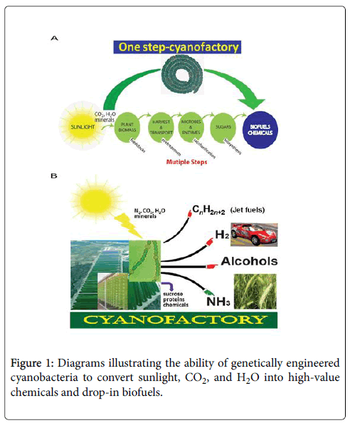 Outlook on the Potential of Cyanobacteria to Photosynthetically Produce ...