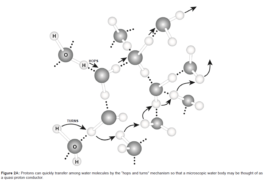 Proton-Electrostatics Hypothesis for Localized Proton Coupling ...