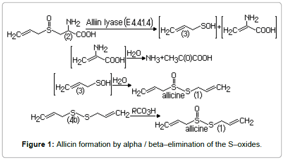 Collateral Metabolites of the Aminosulphuric Acids in the Allium Plants