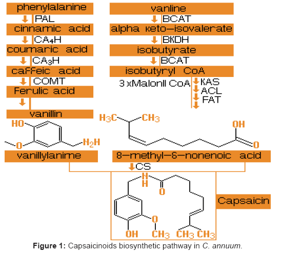 Aspects Relating to Mechanism of the Capsaicinoids Biosynthesis