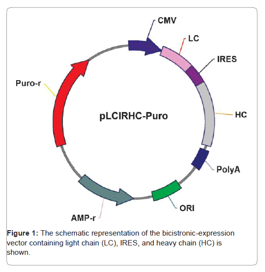 Stable Expression of Anti-CD52 Monoclonal Antibody Using a Bicist