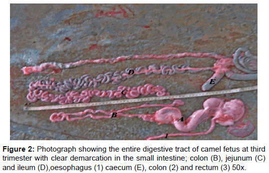 Embryonic Diffrentiation of the Colon of One Humped Camel (Camelus ...
