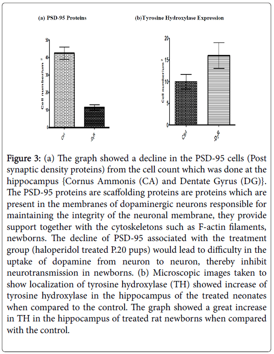 Inhibition of Dopamine Receptor in Neonate Hippocampus: Immunoloc