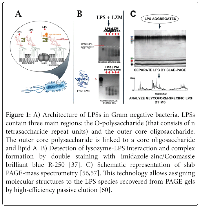 Lipopolysaccharide (LPS) and Protein-LPS complexes: Detection and
