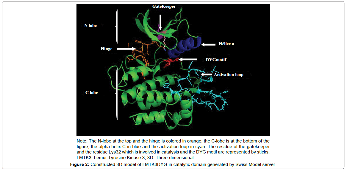 Three-dimensional Structure Prediction of the Human LMTK3 Catalyt