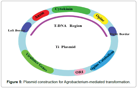 Vaccination and Biopharming Technology