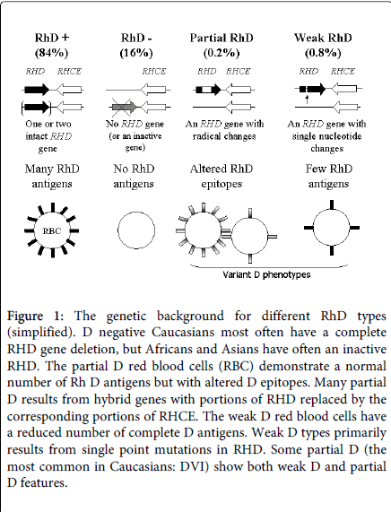 Anti-D Prophylaxis Reviewed in the Erea of Foetal RHD Genotyping