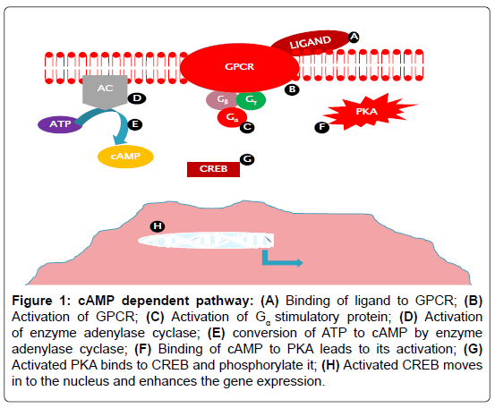 Antioxidants: Potential Inducers of Gene Expression through CAMP