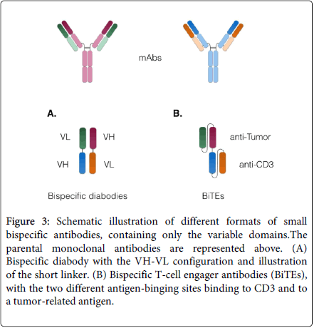 Advances in Bispecific Antibodies Engineering: Novel Concepts for ...