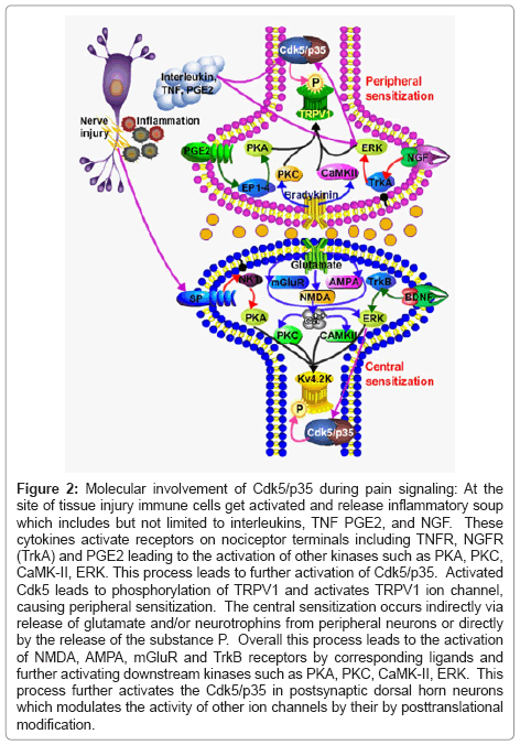 Cdk5: An Emerging Kinase in Pain Signaling