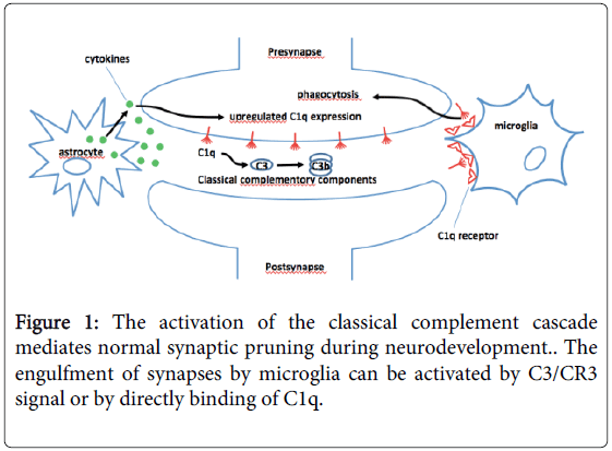 C1q as a Regulator of Brain Development: Implications for Autism ...